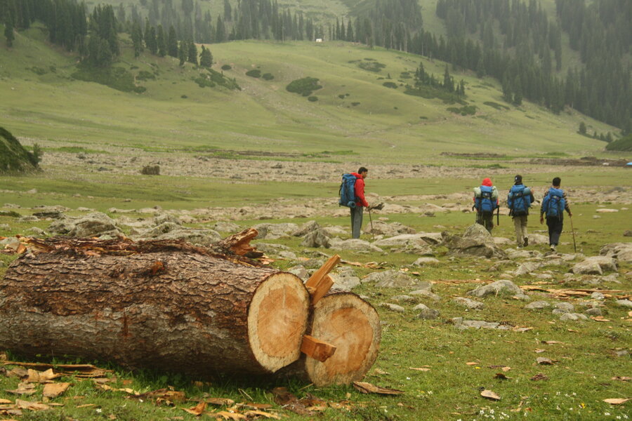Govt allocates Rs14bn for ‘Ten Billion Tree Tsunami Programme to revive ...