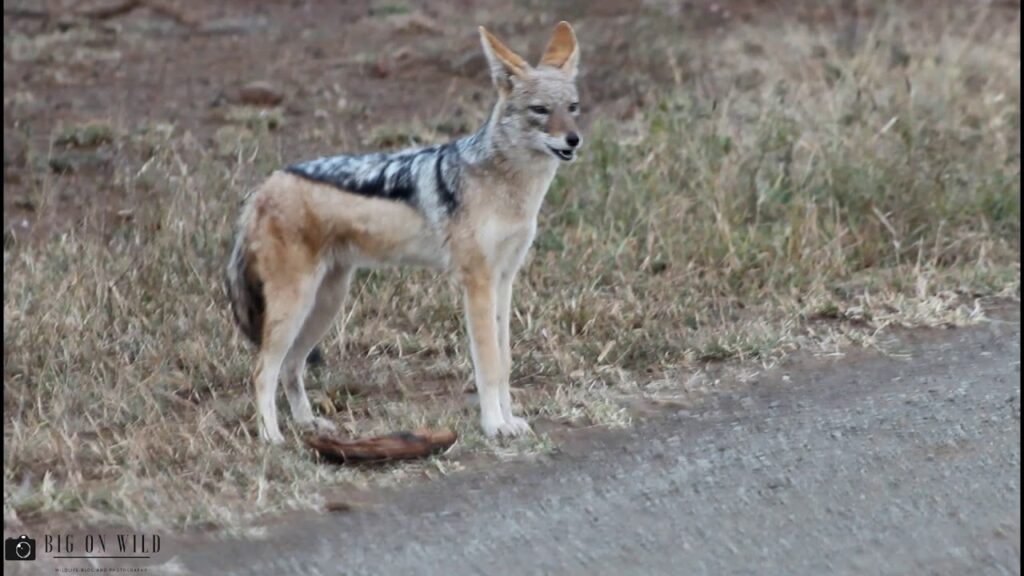 Let the jackals howl | Pakistan Today