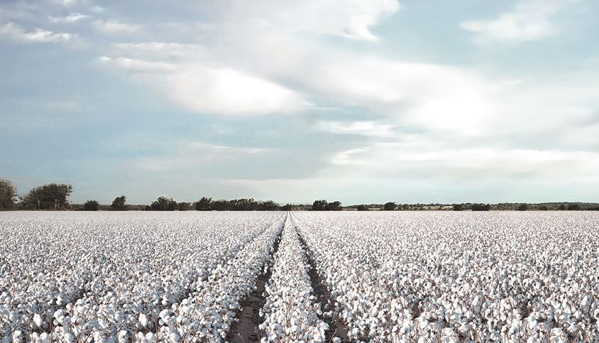 Cotton industry unprepared for climate change threat to crop, farmers ...