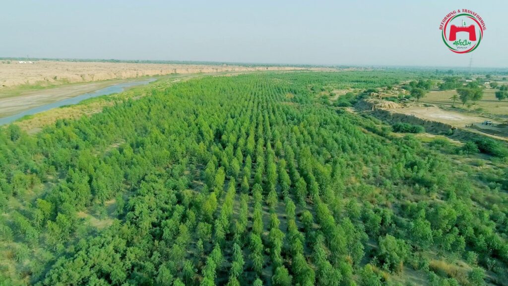 PTI’s flagship Billion Tree Tsunami project comes on NAB’s radar ...