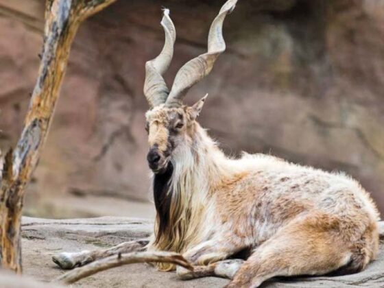 Markhor population doubles in 3 decades in Pakistan | Pakistan Today