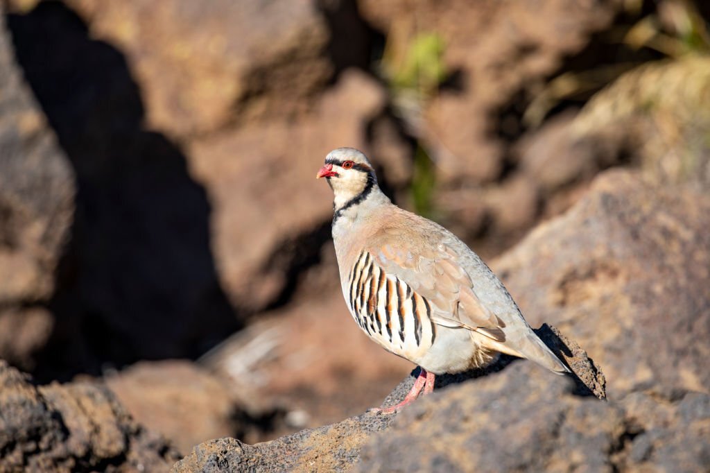 Across China: Pakistan’s national bird thriving again in Shanxi ...