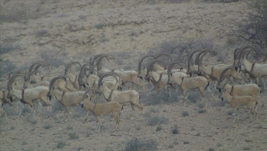 Population of rare wild goat growing in Pakistan | Pakistan Today