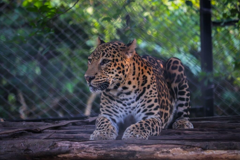 Leopard preservation zone ‘extraordinary jewel’ in heart of Islamabad ...