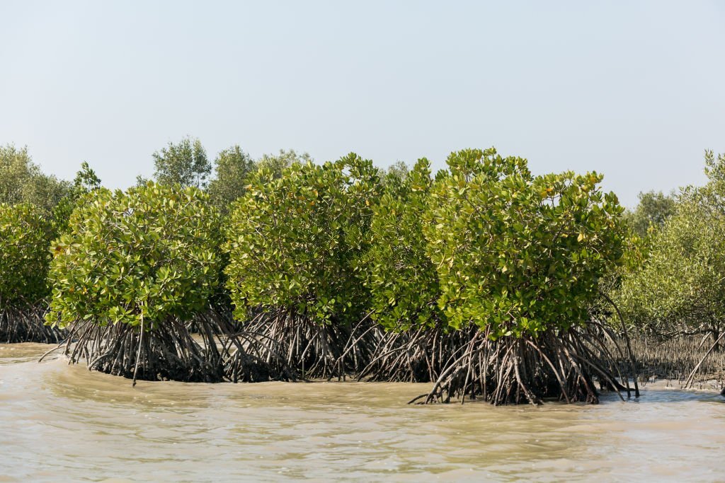 First shipment sets Green Pakistan Smart Farm Project in motion ...