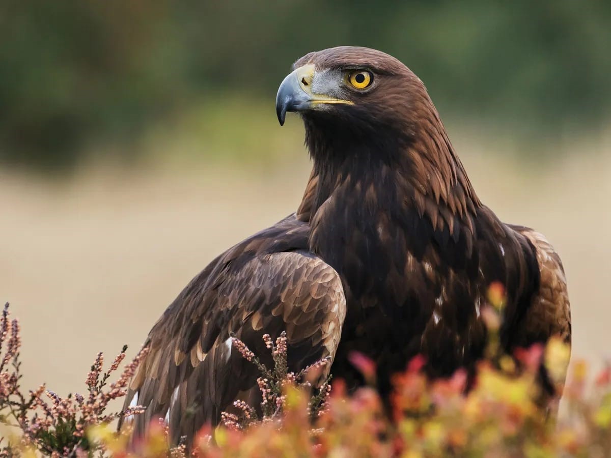 Mammoth-sized golden female eagle dies of Paramyxo virus at falconry ...
