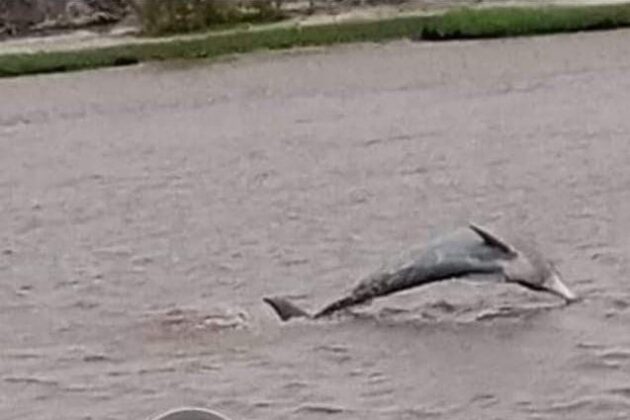Three sea dolphins sighted in drain near Badin | Pakistan Today