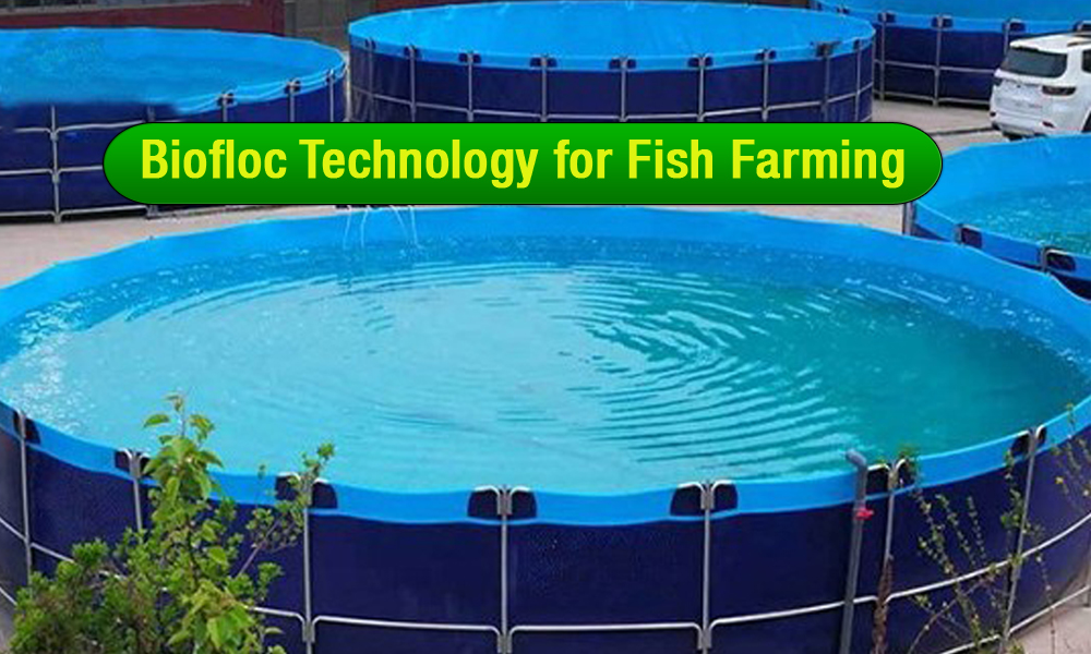 Biofloc fish farming – a boon or bane | Pakistan Today
