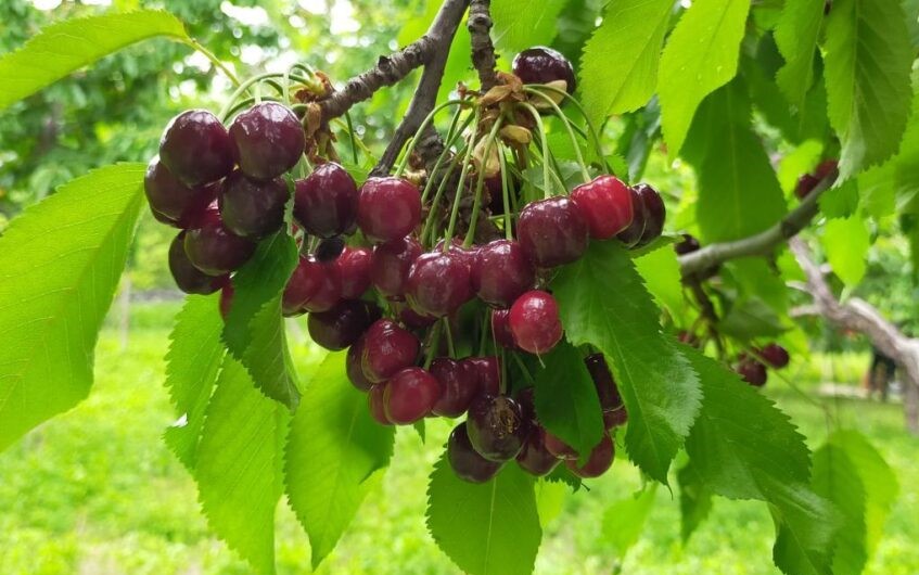 Chinese authority approves 60 more GB orchards for Cherry export to ...