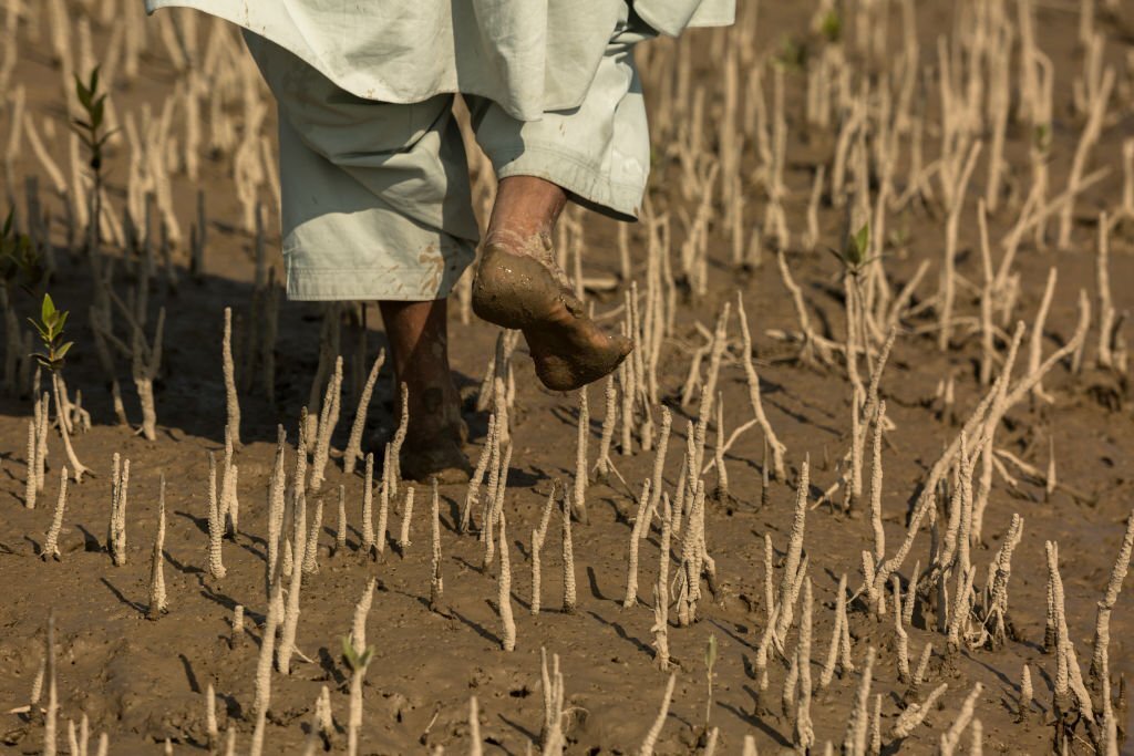 Turkish agency launches tree plantation in Pakistan to honour failed ...
