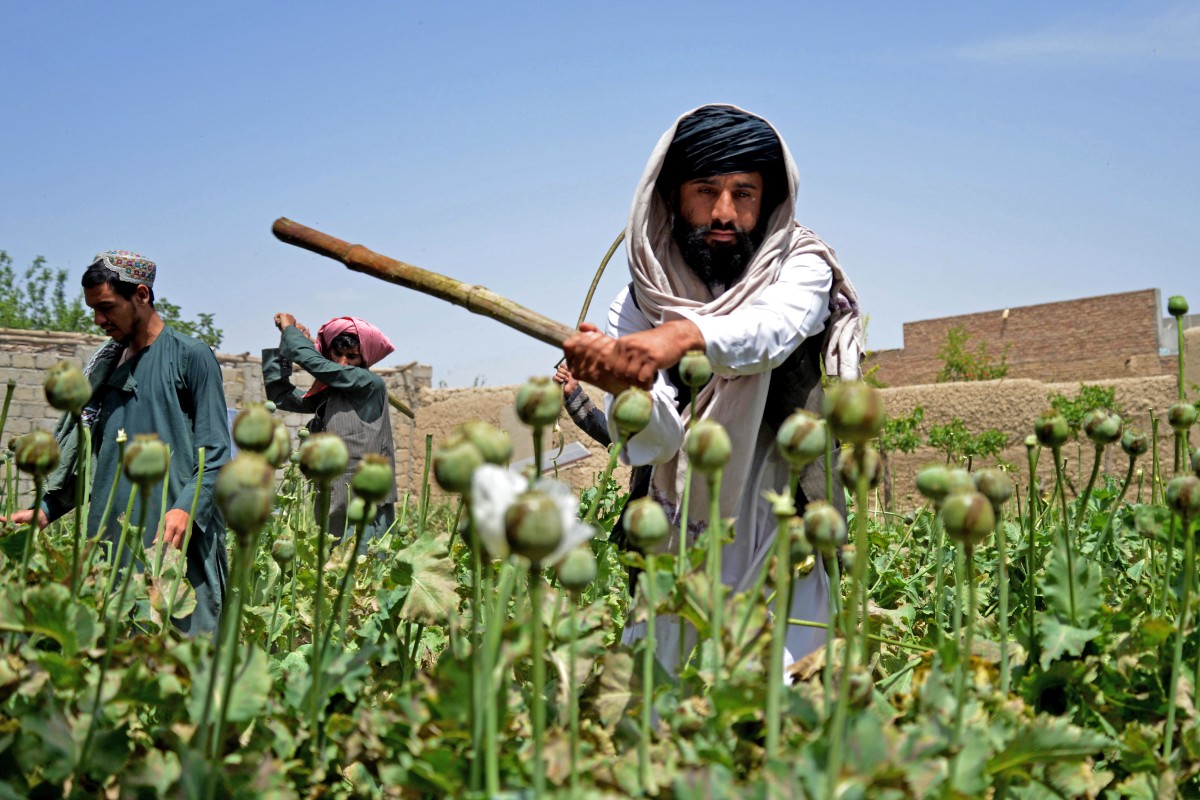 Afghan farmers taking heavy hit from opium poppy ban: UN | Pakistan Today