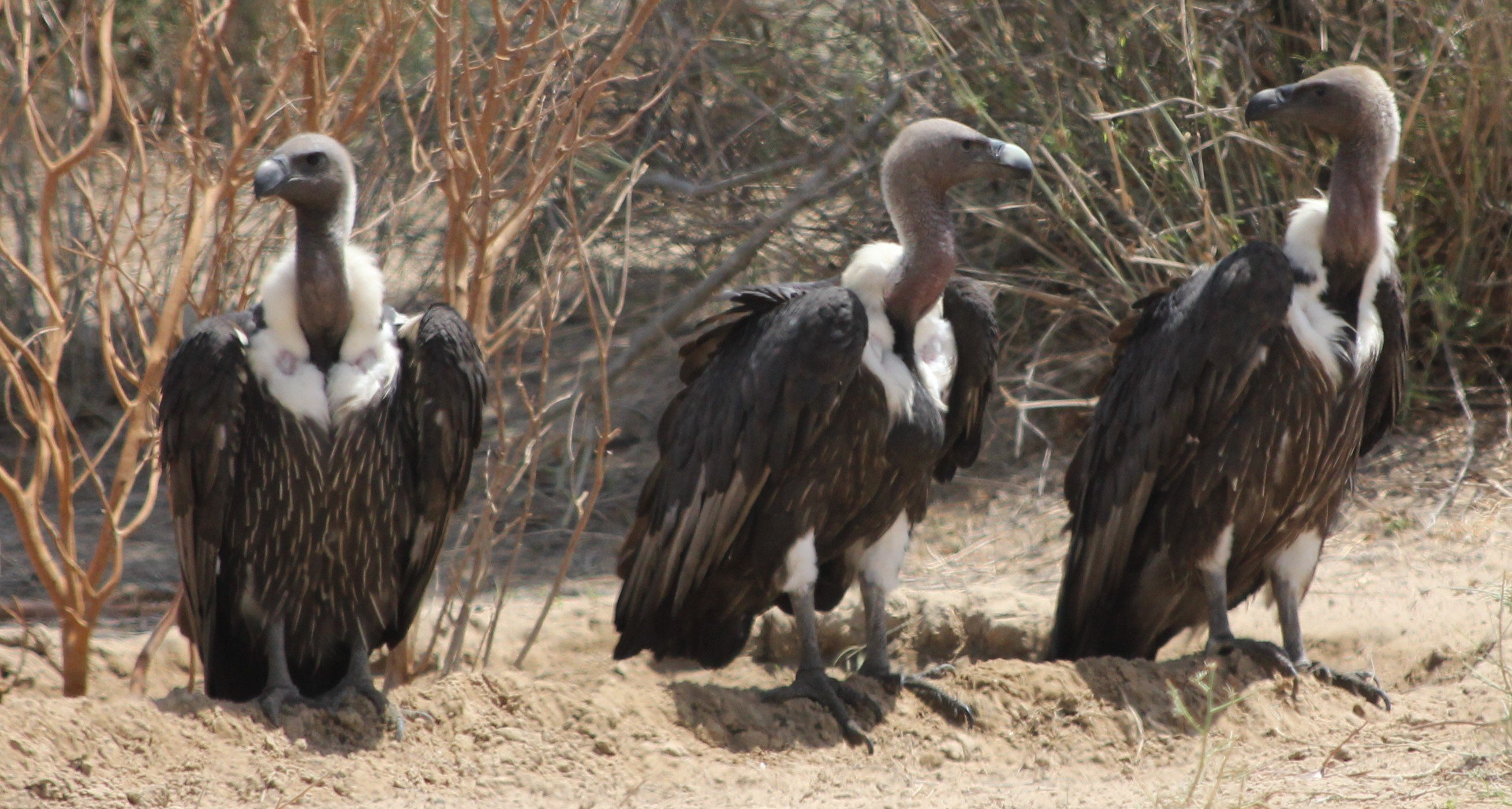 Rare vultures seen in Lahore after three decades - Pakistan Today ...