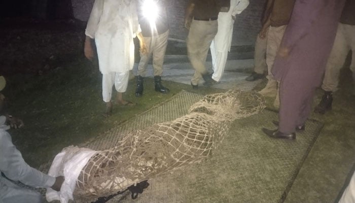 Rare breed crocodile recovered during Punjab Wildlife Department raid ...