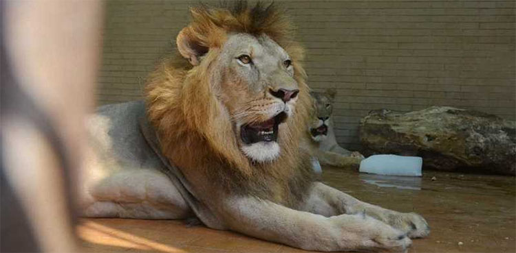 Families flee in terror after lion escapes cage at Lahore’s Jallo Park ...