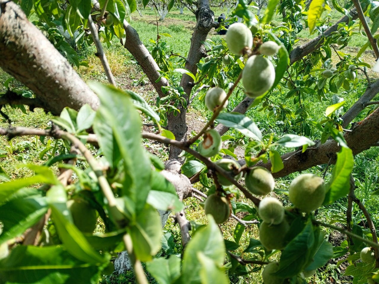 Swat fruits, crops production may face 70-80pc loss due to untimely ...