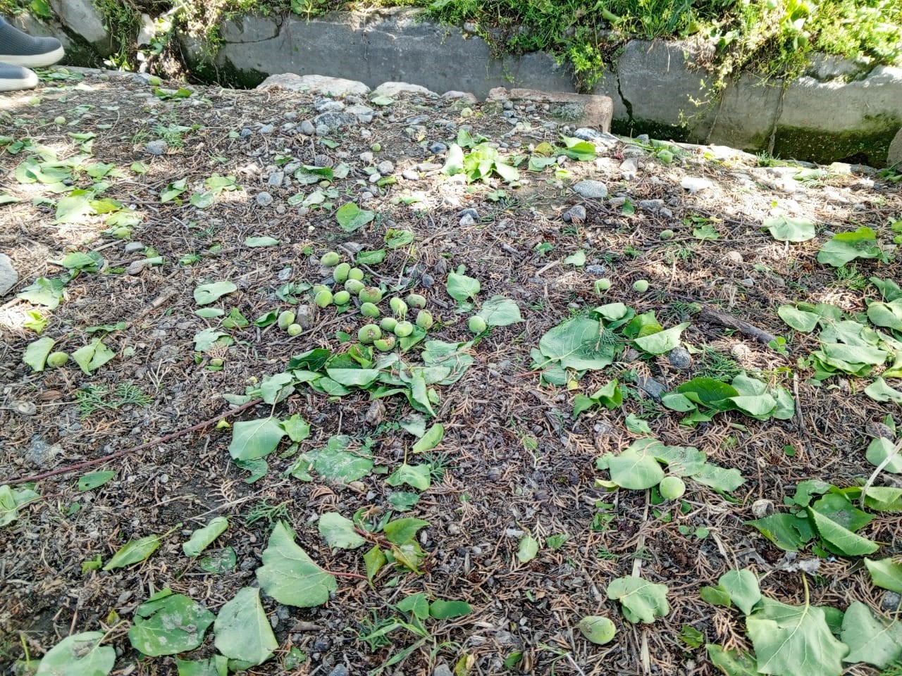 Swat fruits, crops production may face 70-80pc loss due to untimely ...