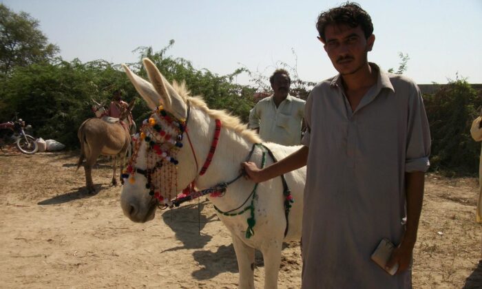No horse trading at donkey market: Pakistan’s oldest bazaar opens with ...