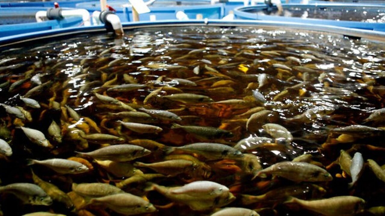 Floods devastate one-fourth of South Punjab’s fish farms | Pakistan Today