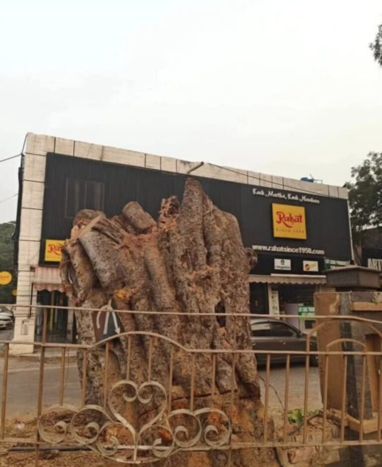 Controversy surrounds the removal of 150-year-old tree in Lahore ...