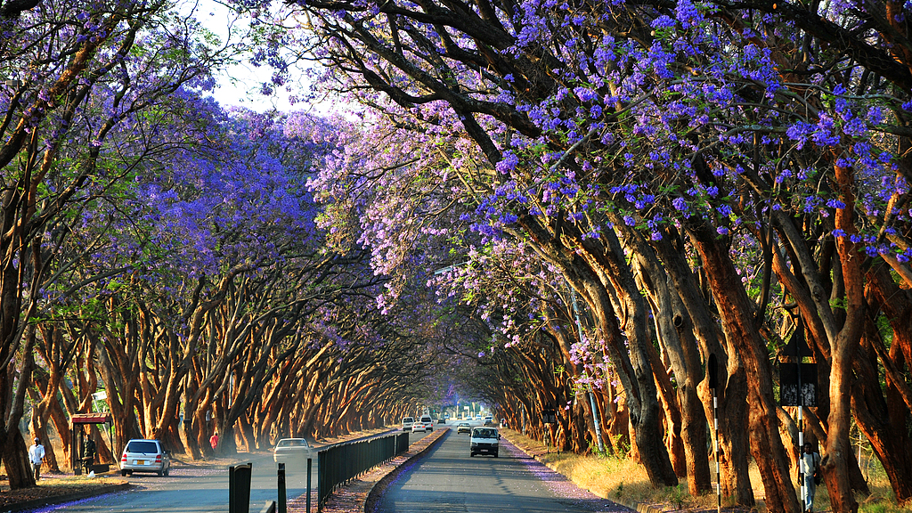 President Xi Jinping responds to veterans of Zimbabwe’s national ...