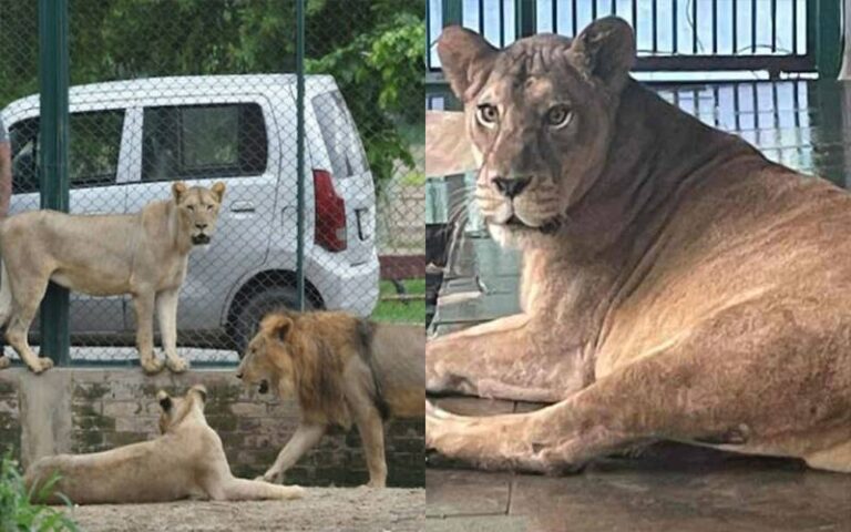 Lion mauls wildlife official in Faisalabad during rescue operation ...